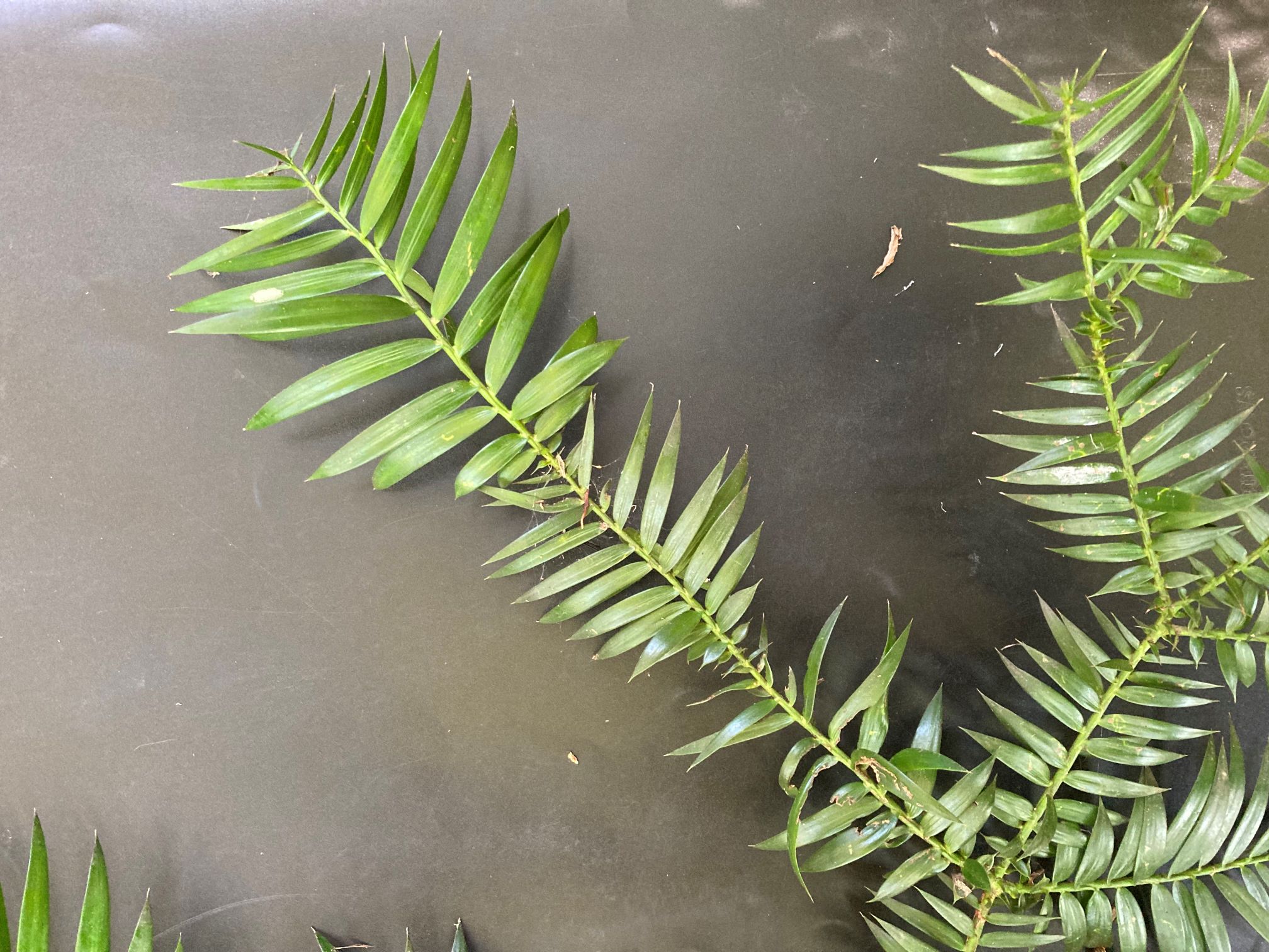 Bunya Pine