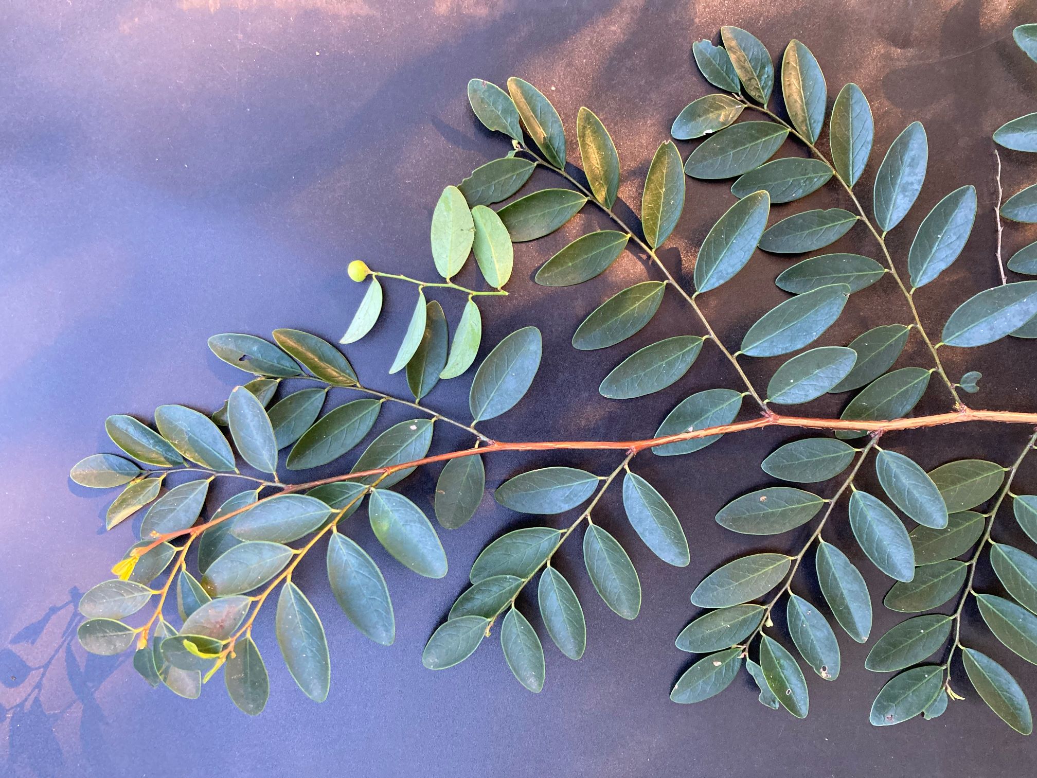 Coffee Bush