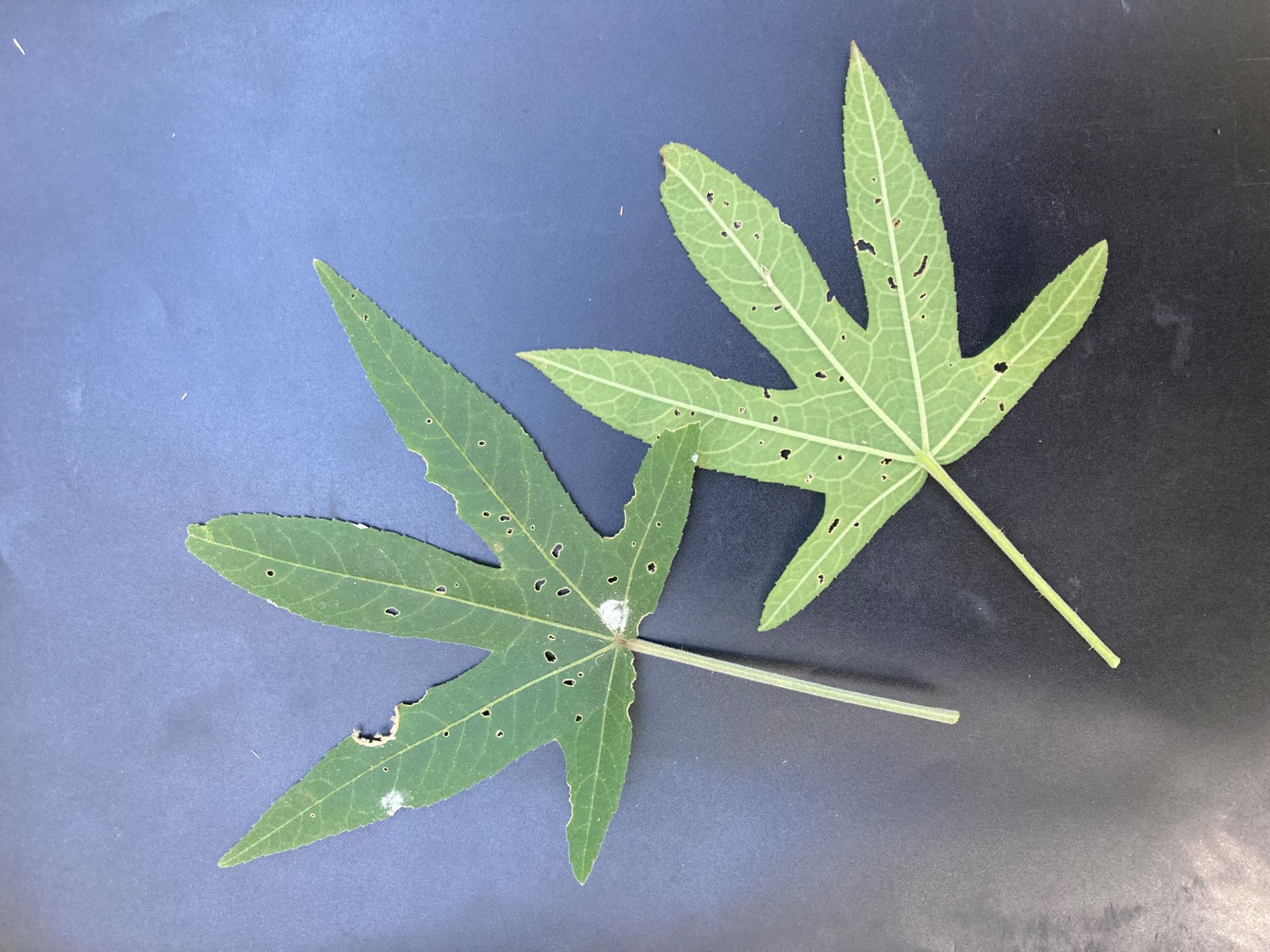 Native Hibiscus