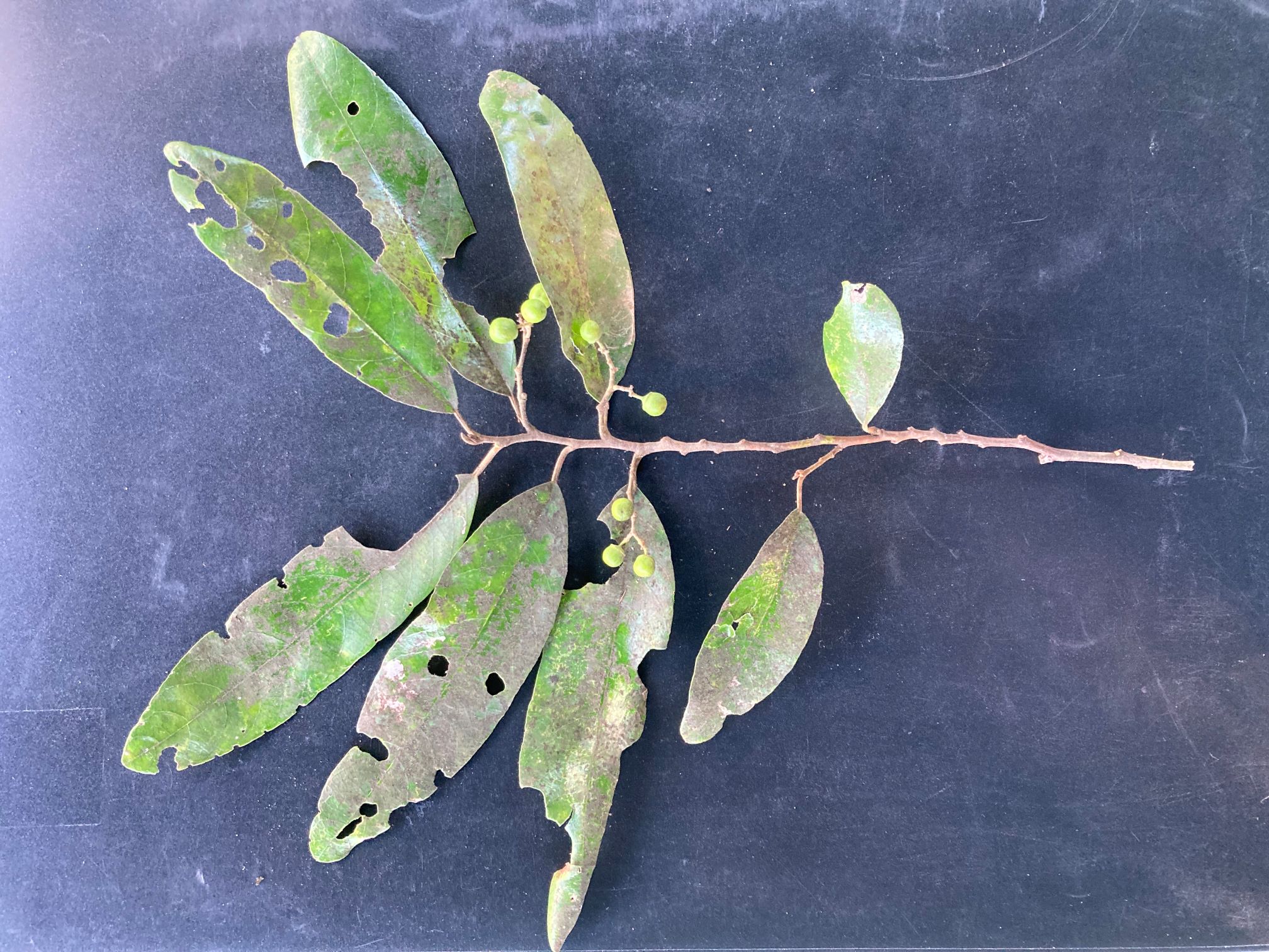 Red Ash or Soap Bush