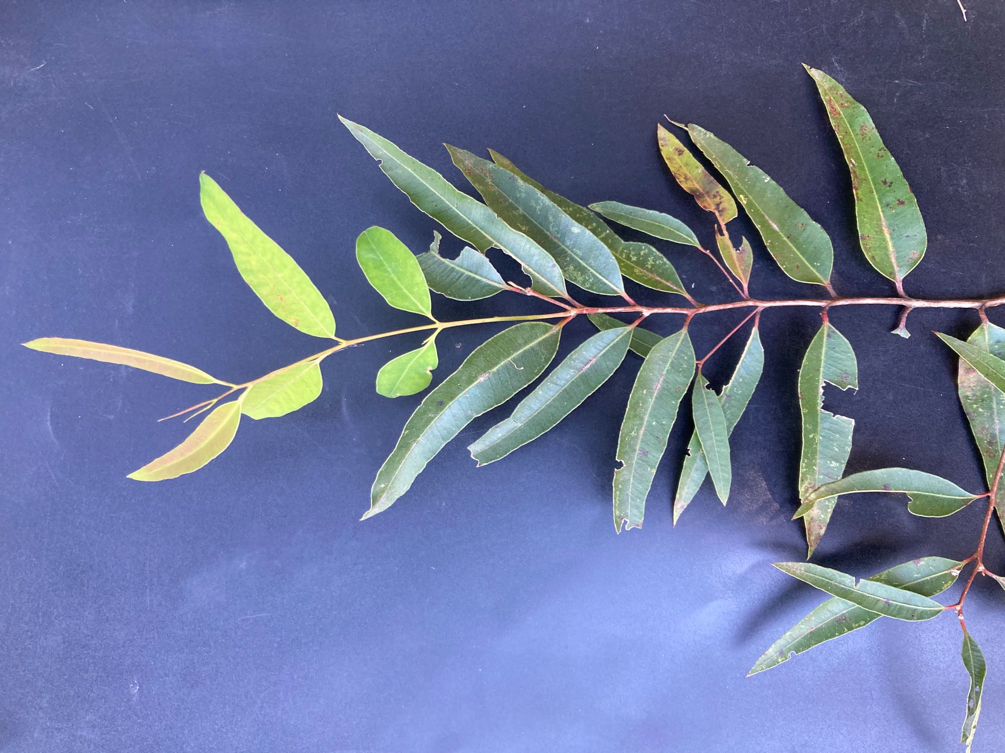 Small Fruited Grey Gum