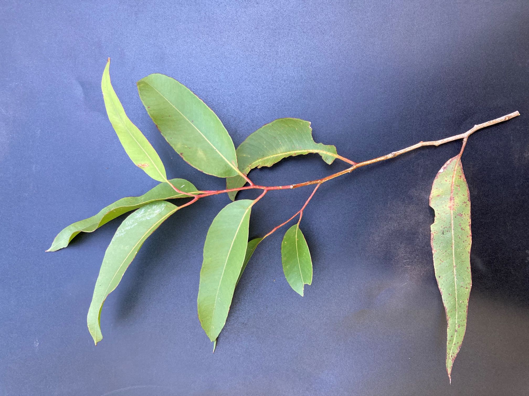 Spotted Gum