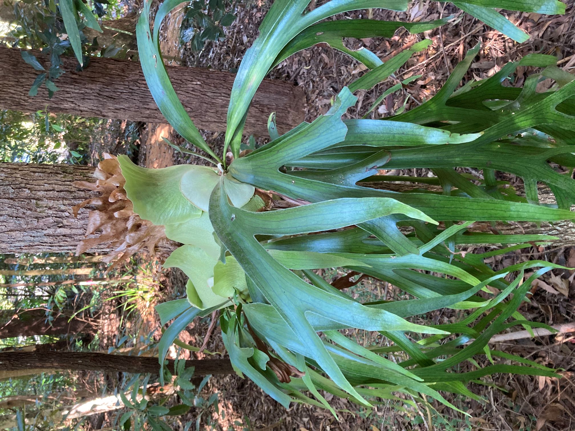 Staghorn